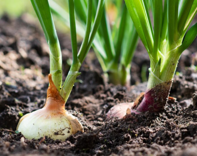 BDG Workshop: Onion Know How - Master Gardener Foundation of King County
